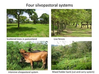 Silvopastoral systems to promote forest protection in Colombia | PPTX