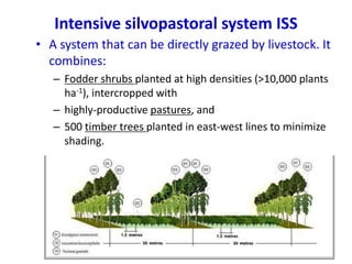 Silvopastoral systems to promote forest protection in Colombia | PPTX