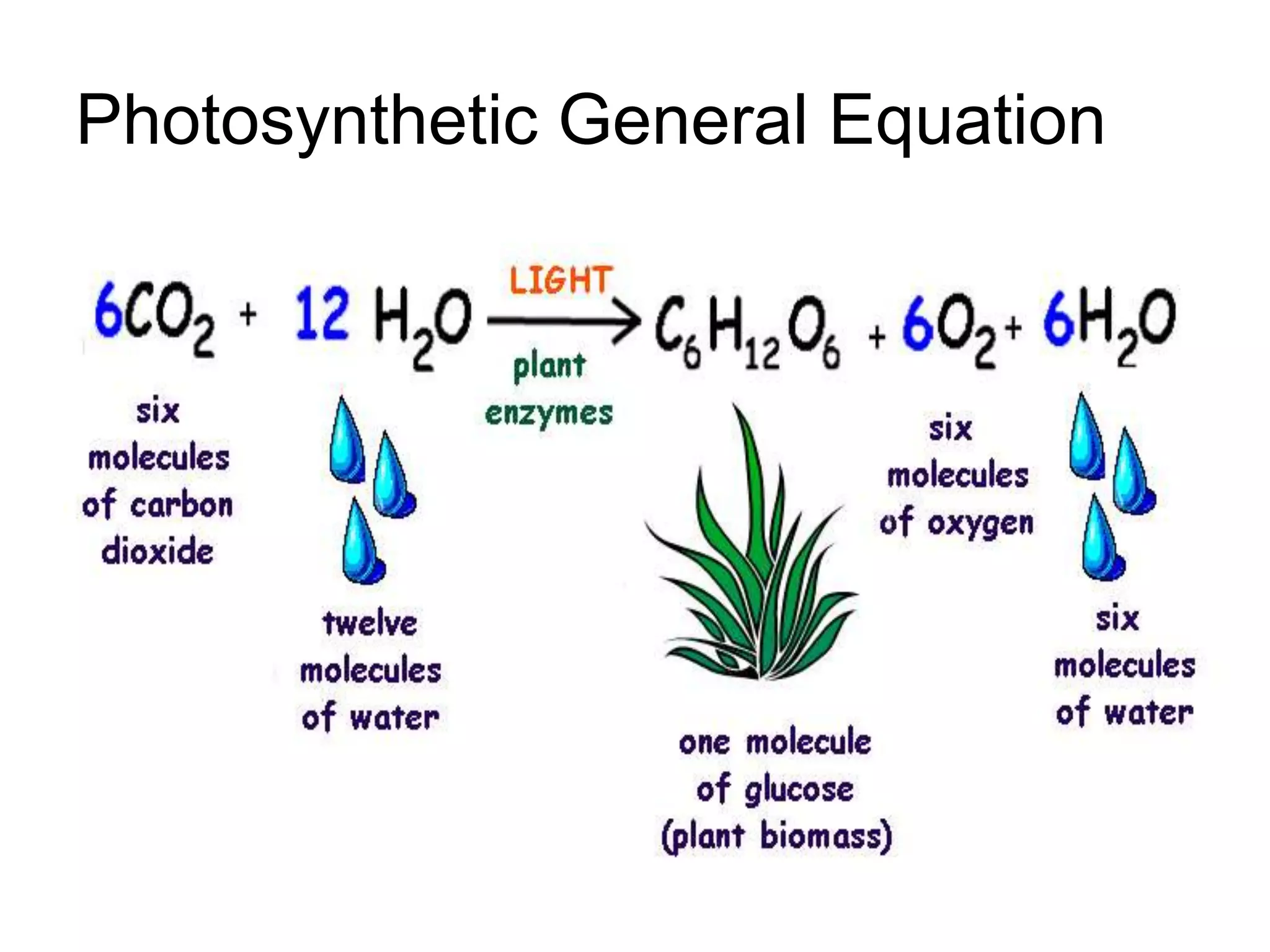 Sim Photosynthesis | PPTX