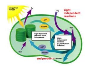 Sim Photosynthesis | PPTX