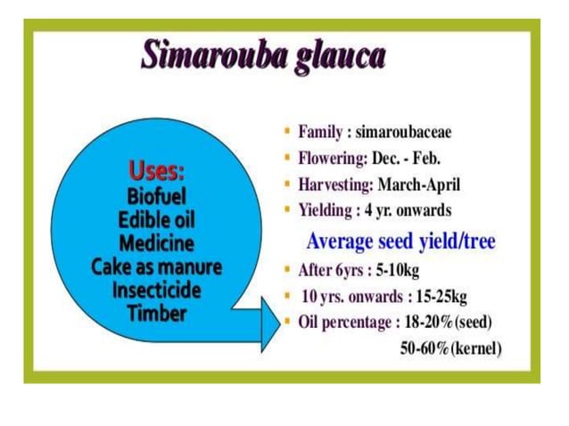 Simarouba glauca An Alternate Source of Energy A Presentation By Mr ...