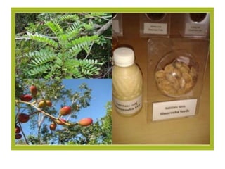 Simarouba glauca An Alternate Source of Energy A Presentation By Mr ...