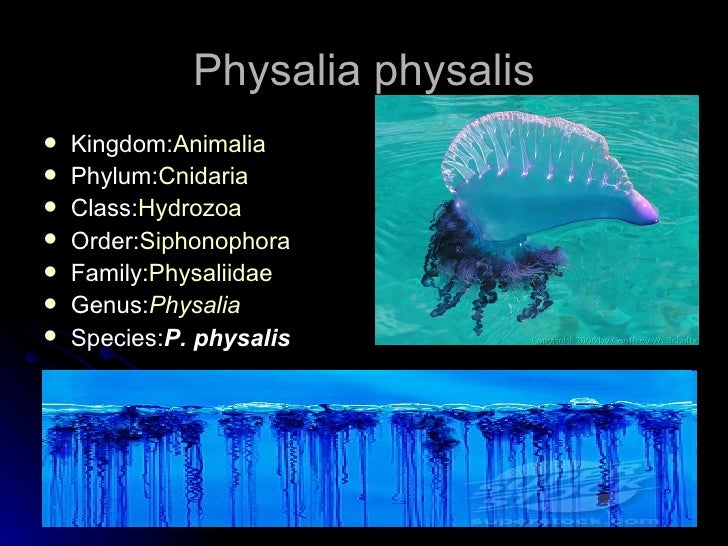 Physalia Slide