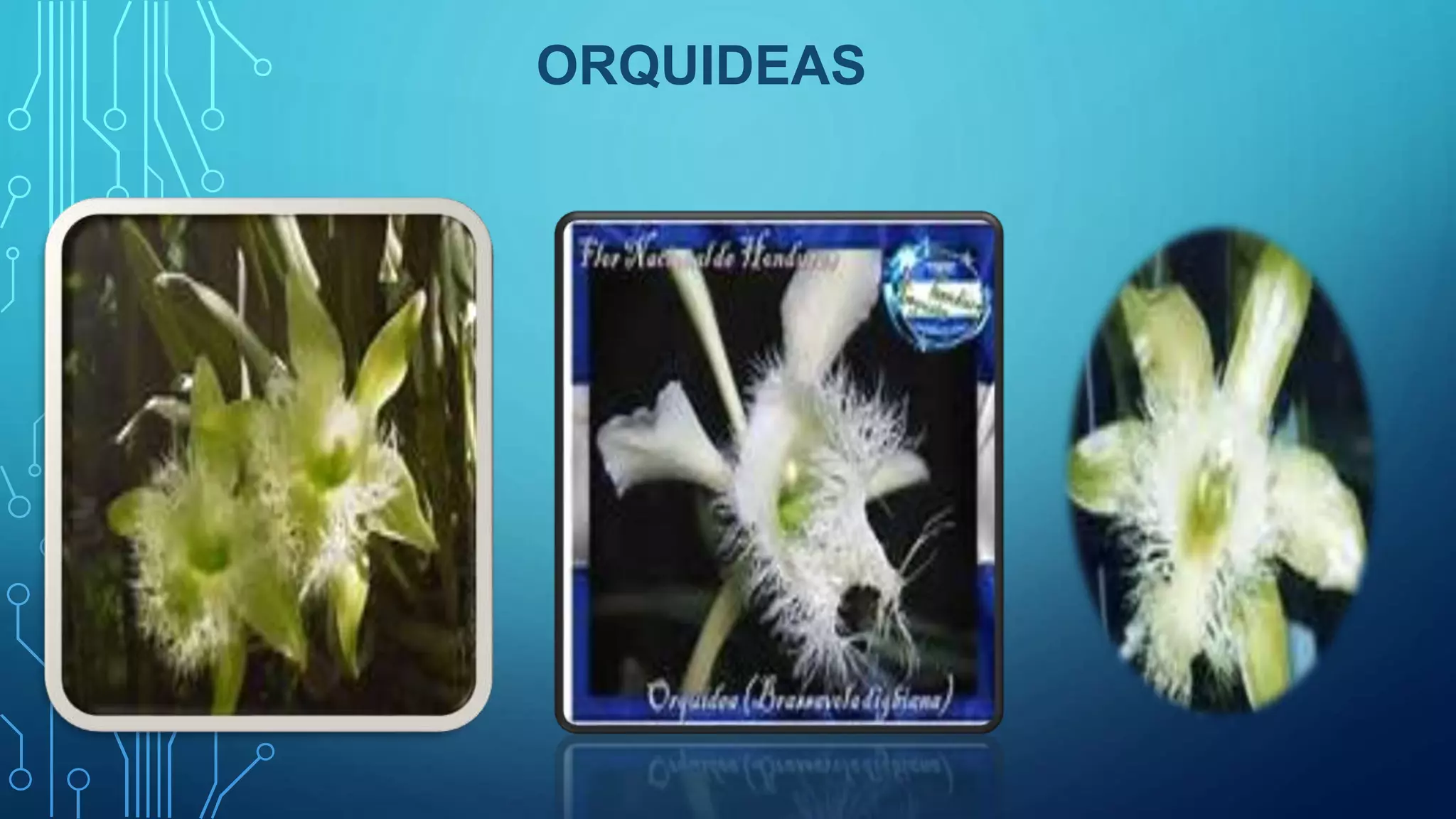 Simbolos menores de Honduras | PPSX