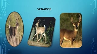 Simbolos menores de Honduras | PPSX