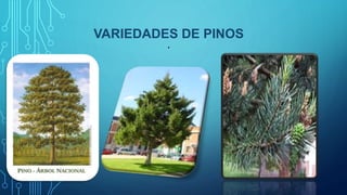 Simbolos menores de Honduras | PPSX