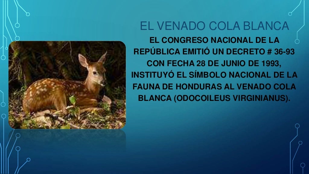 Simbolos menores de Honduras