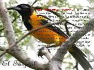 Símbolos Patrios de la República Bolivariana De Venezuela | PPT
