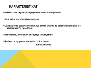 Simestral Maggie Vasha Klasa IX shkolla "Albanet" | PPTX