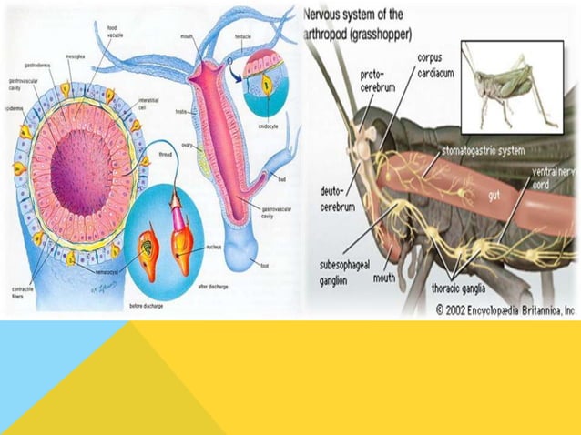 Simestral Maggie Vasha Klasa IX shkolla "Albanet" | PPT