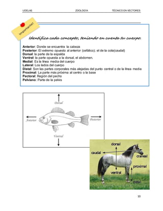 Simetria animal | DOCX