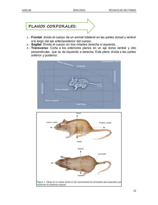 Simetria animal | DOCX