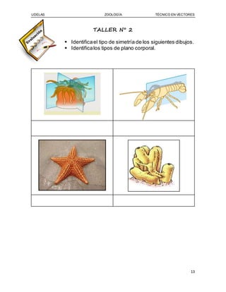Simetria animal | DOCX