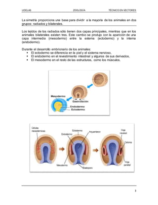 Simetria animal | DOCX