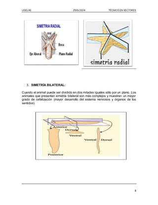 Simetria animal | DOCX