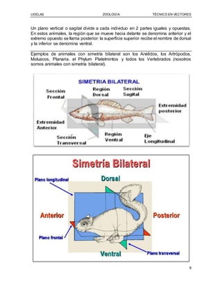 Simetria animal | DOCX