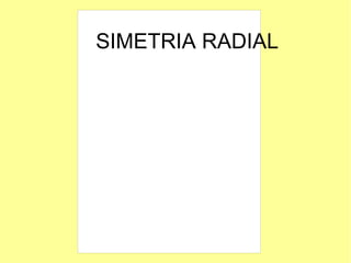 Simetria radial | PPT