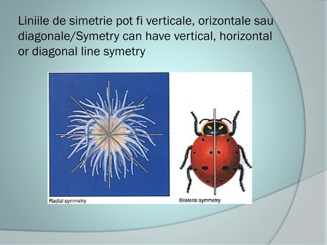 Simetrie/Symmetry | PPTX