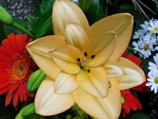 Simfonia Florilor | PPSX