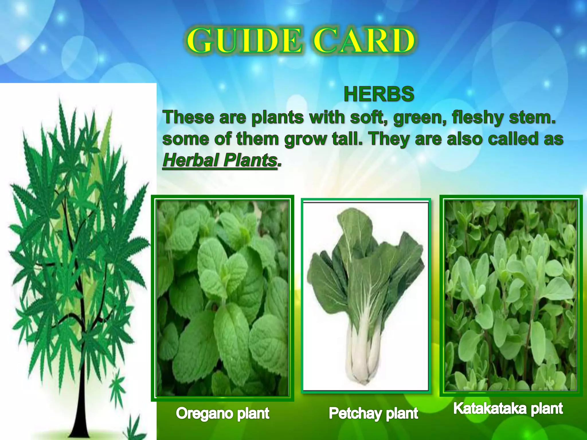 Sim gr3 plants SIM | PPTX | Gardening | Home & Garden