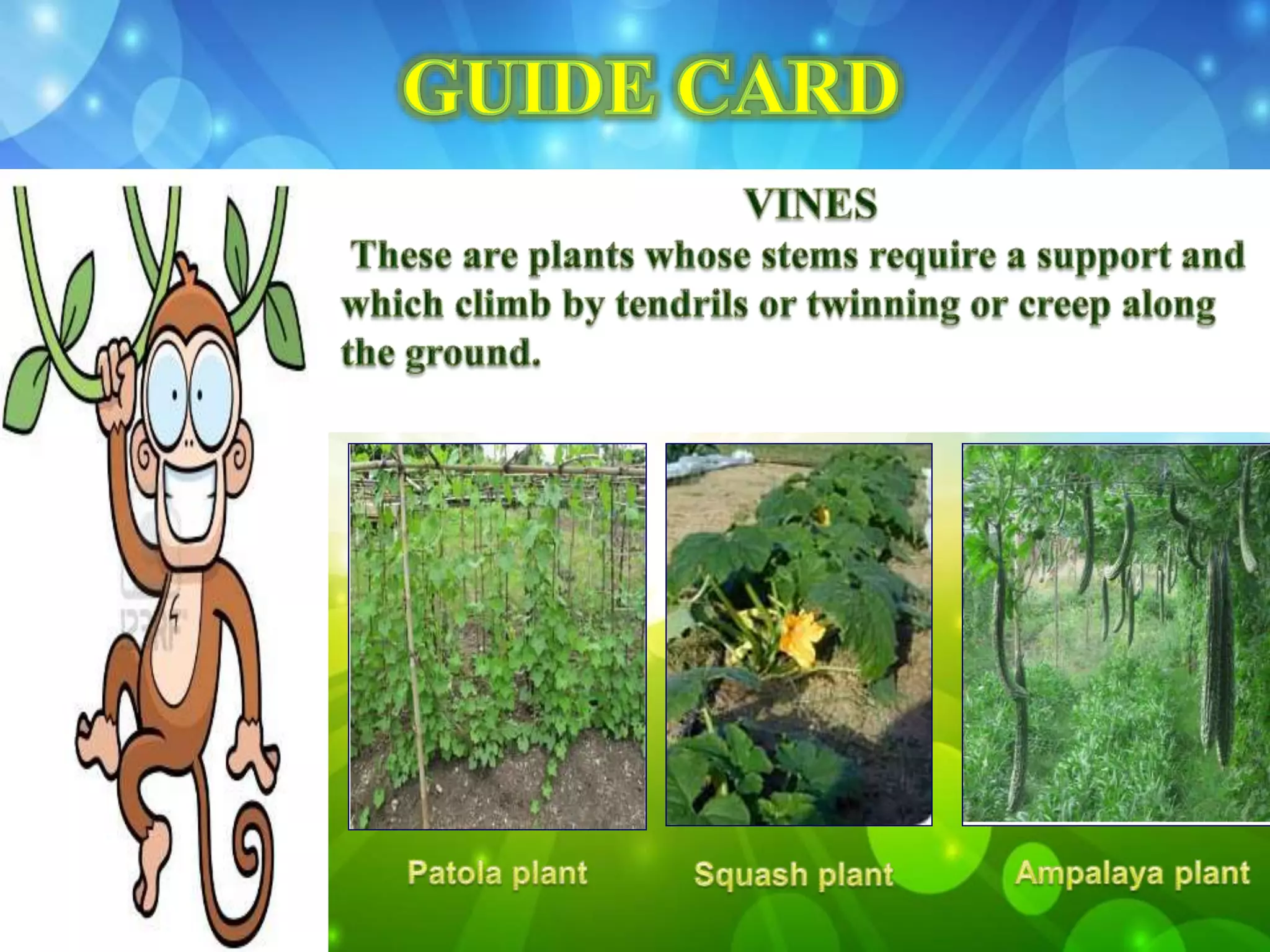 Sim gr3 plants SIM | PPTX | Gardening | Home & Garden