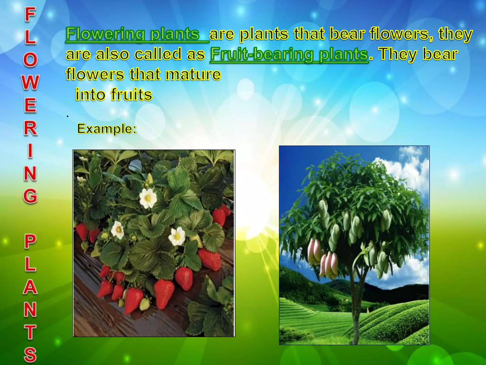 Sim gr3 plants SIM | PPTX | Gardening | Home & Garden