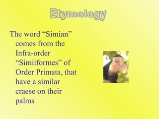 Simian line/crease | PPT