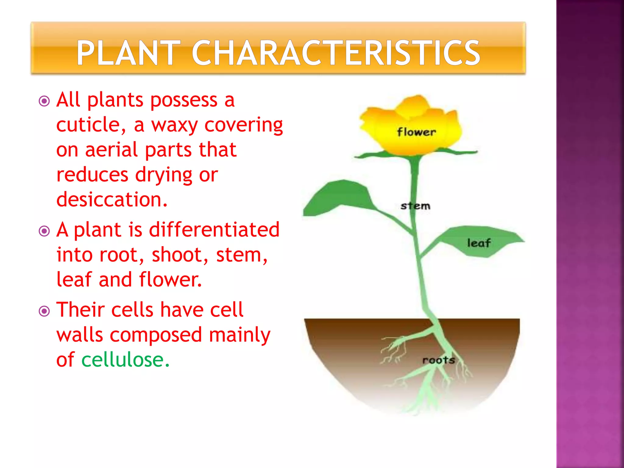 Similarities and dissimilarities of algae and plants | PPTX
