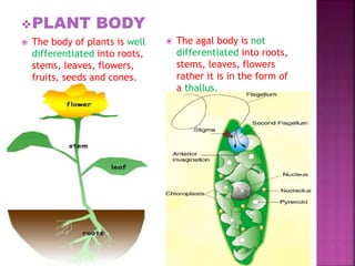 Similarities and dissimilarities of algae and plants | PPTX