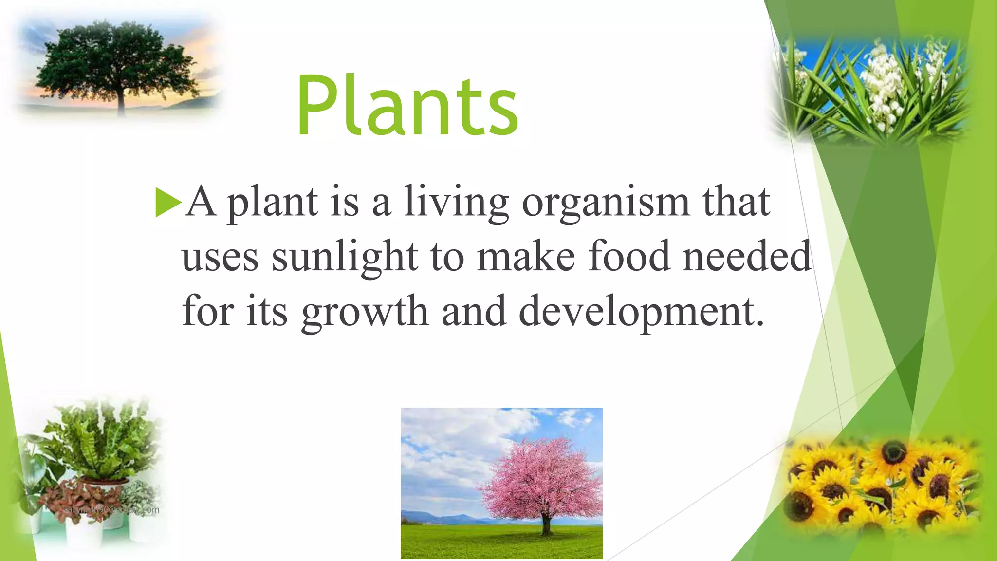 Similarities and differences between plants and animals | PPTX