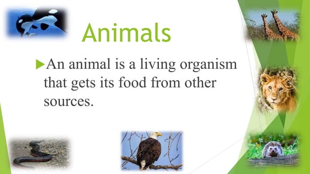 Similarities and differences between plants and animals | PPTX | Pets