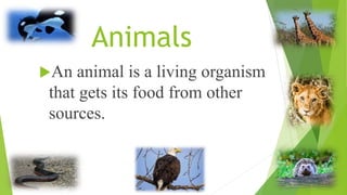 Organism Plants And Animals