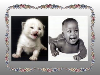 Similitudes | PPS