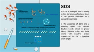 Cellular and molecular pharmacology presentation | PPTX