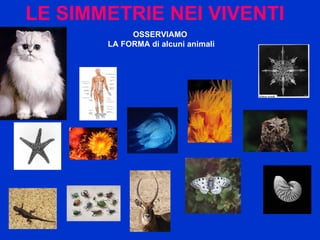 Incontro 5 - Simmetrie dei viventi | PPT | Gardening | Home & Garden