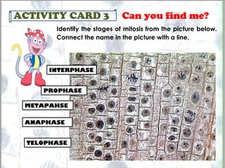 mitosis: the cells' great journey | PPT
