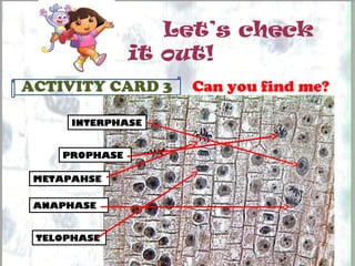 mitosis: the cells' great journey | PPT