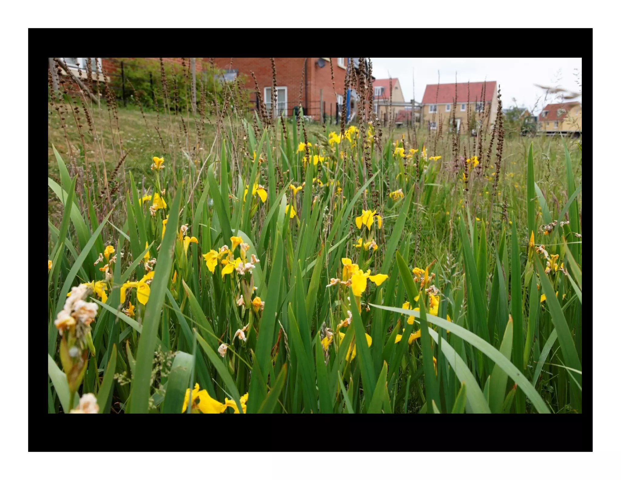 Case Study - Sustainable Drainage Design and Adoption Guide with ...