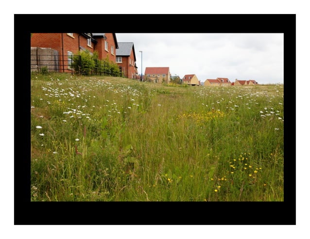 Case Study - Sustainable Drainage Design and Adoption Guide with ...