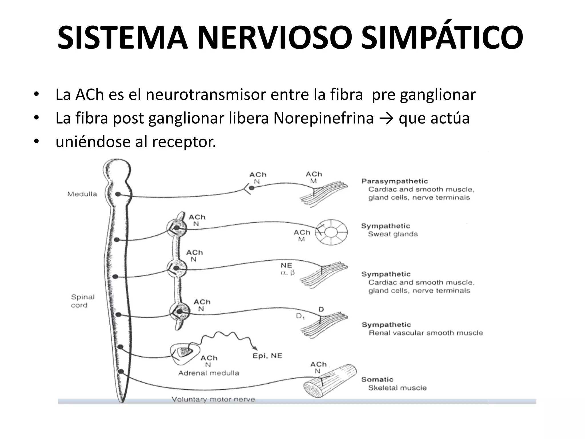 Simpaticomiméticos farmacologia clinica | PPTX