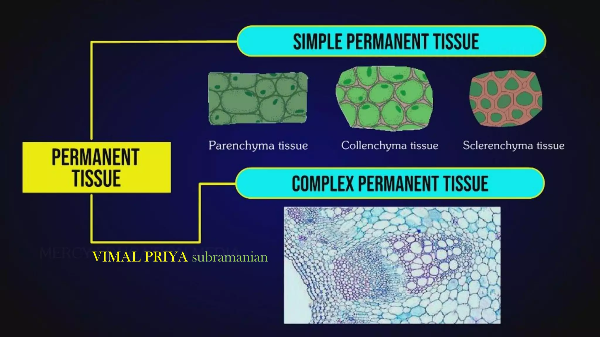 Simple and complex tissue (permanent tissue) | PDF