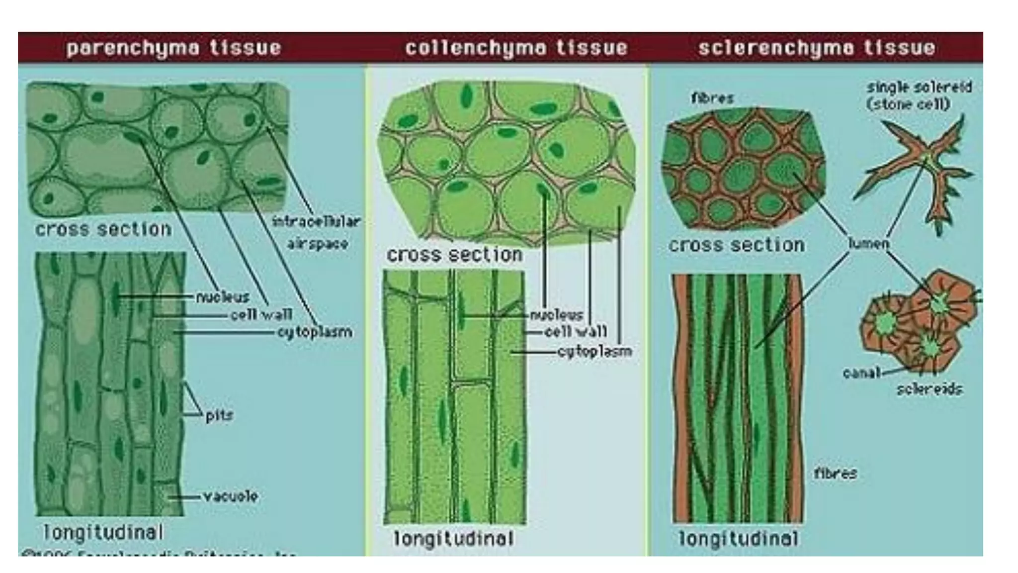 Simple and complex tissue (permanent tissue) | PDF