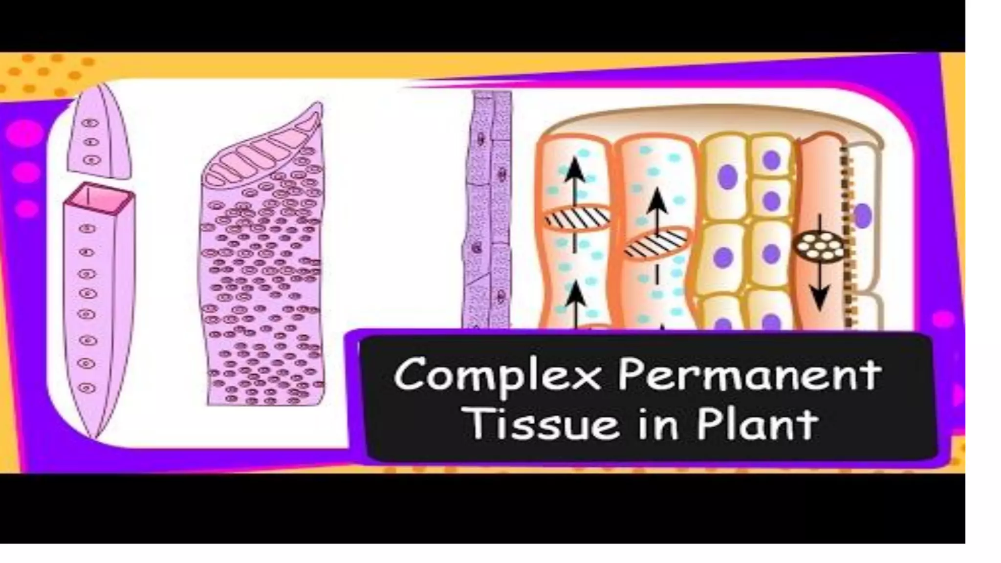 Simple and complex tissue (permanent tissue) | PDF