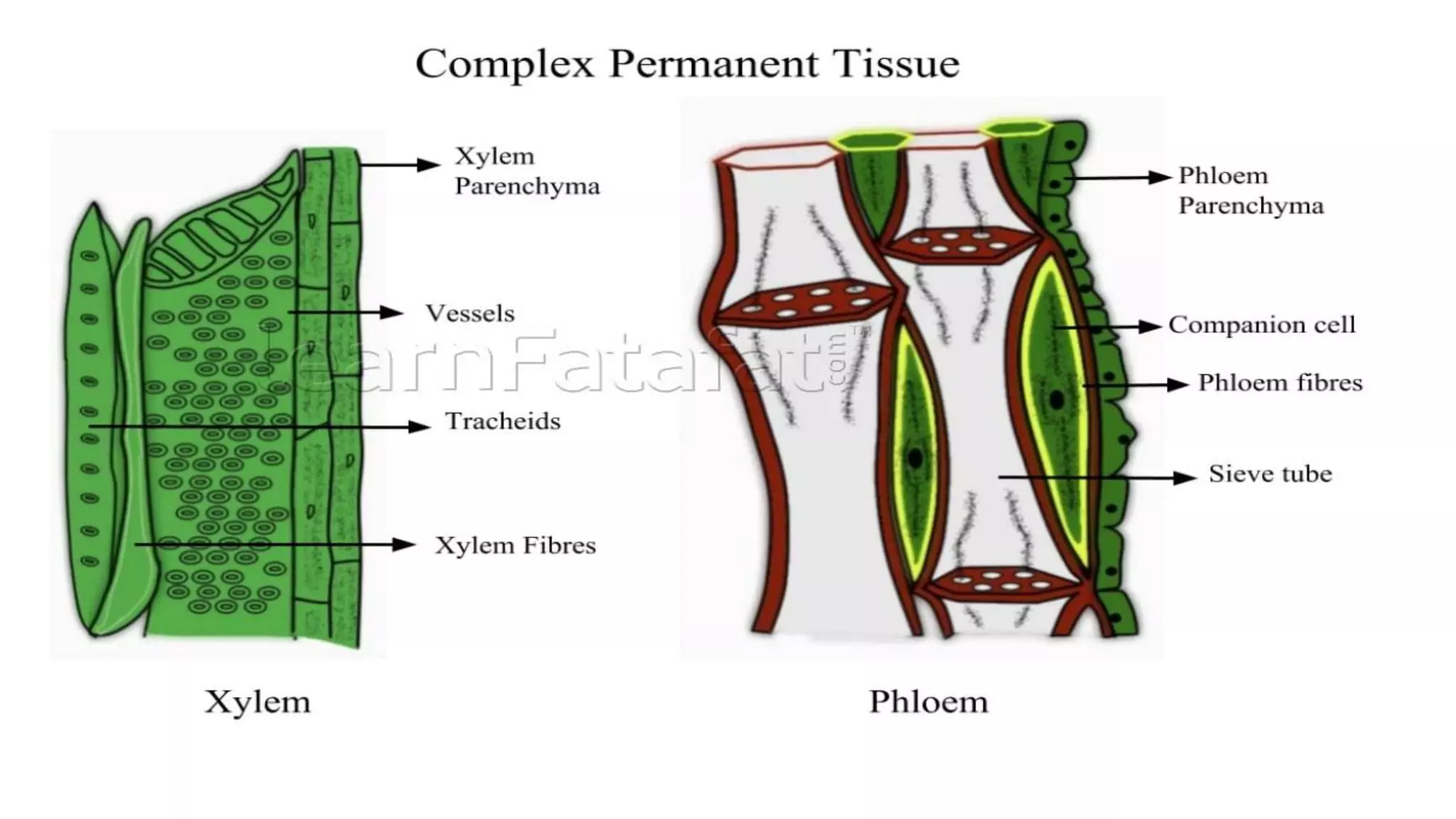 Simple and complex tissue (permanent tissue) | PDF
