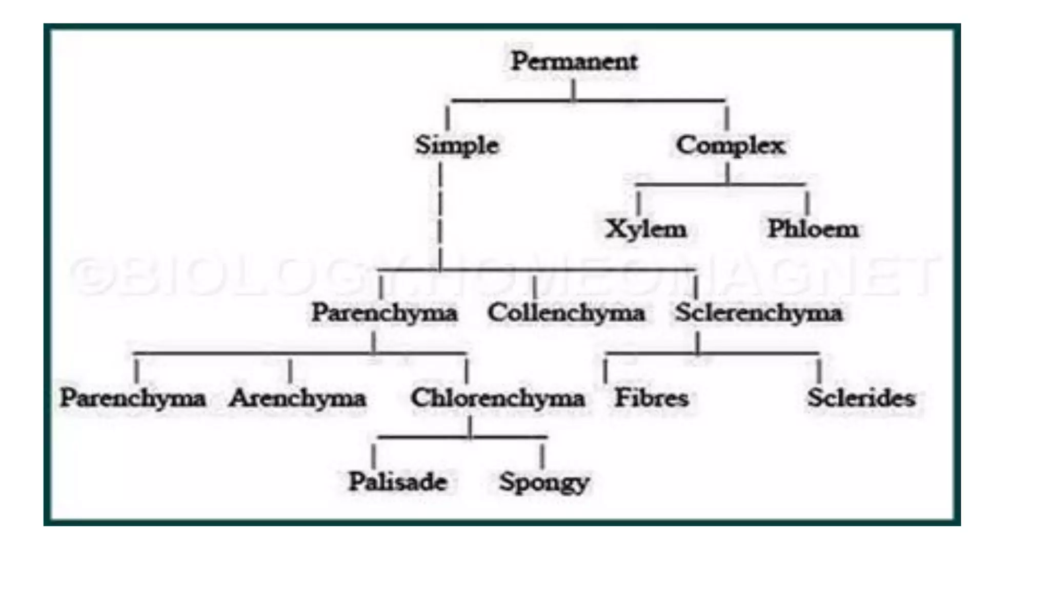 Simple and complex tissue (permanent tissue) | PDF