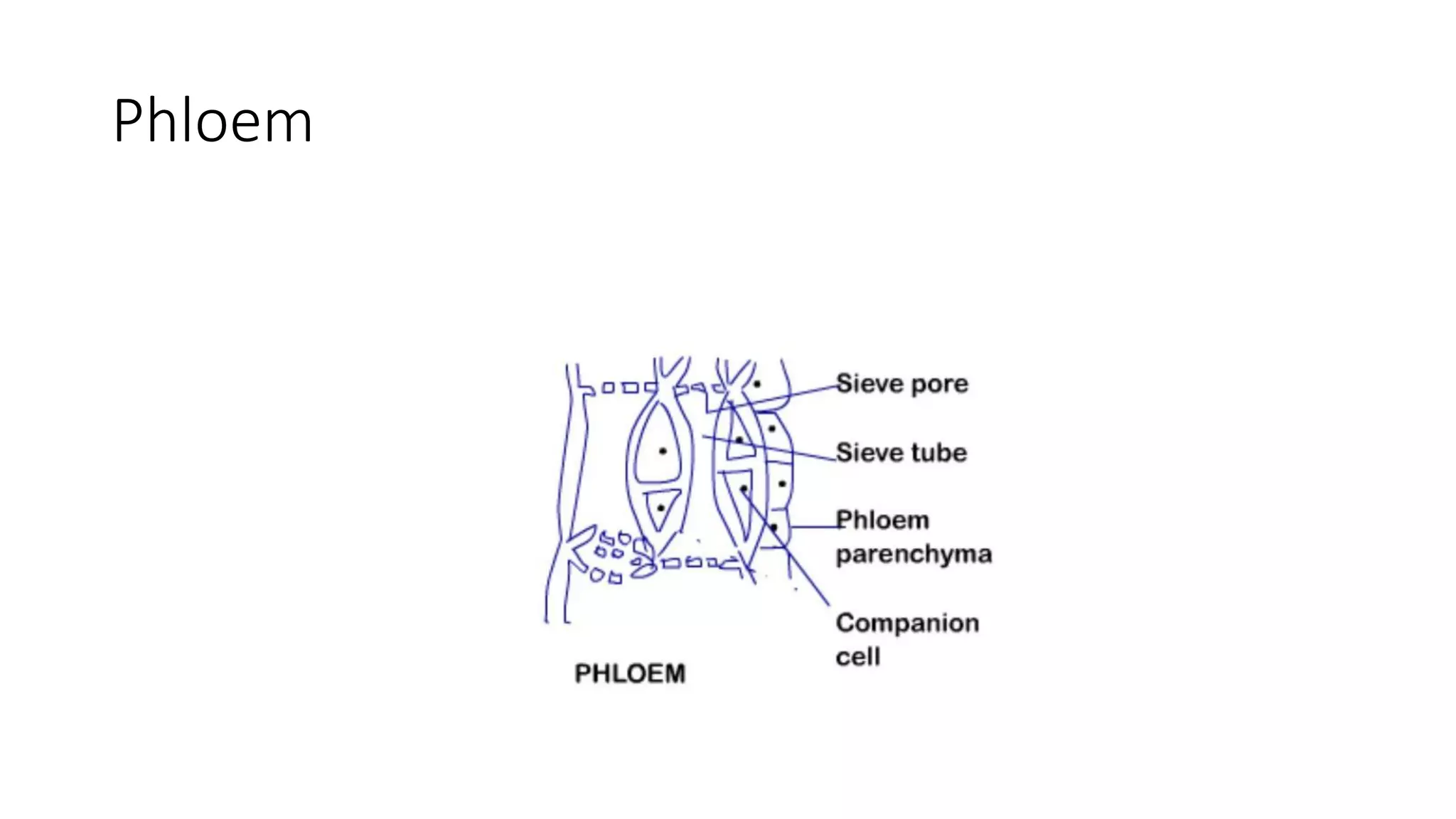 Simple and complex tissue (permanent tissue) | PDF