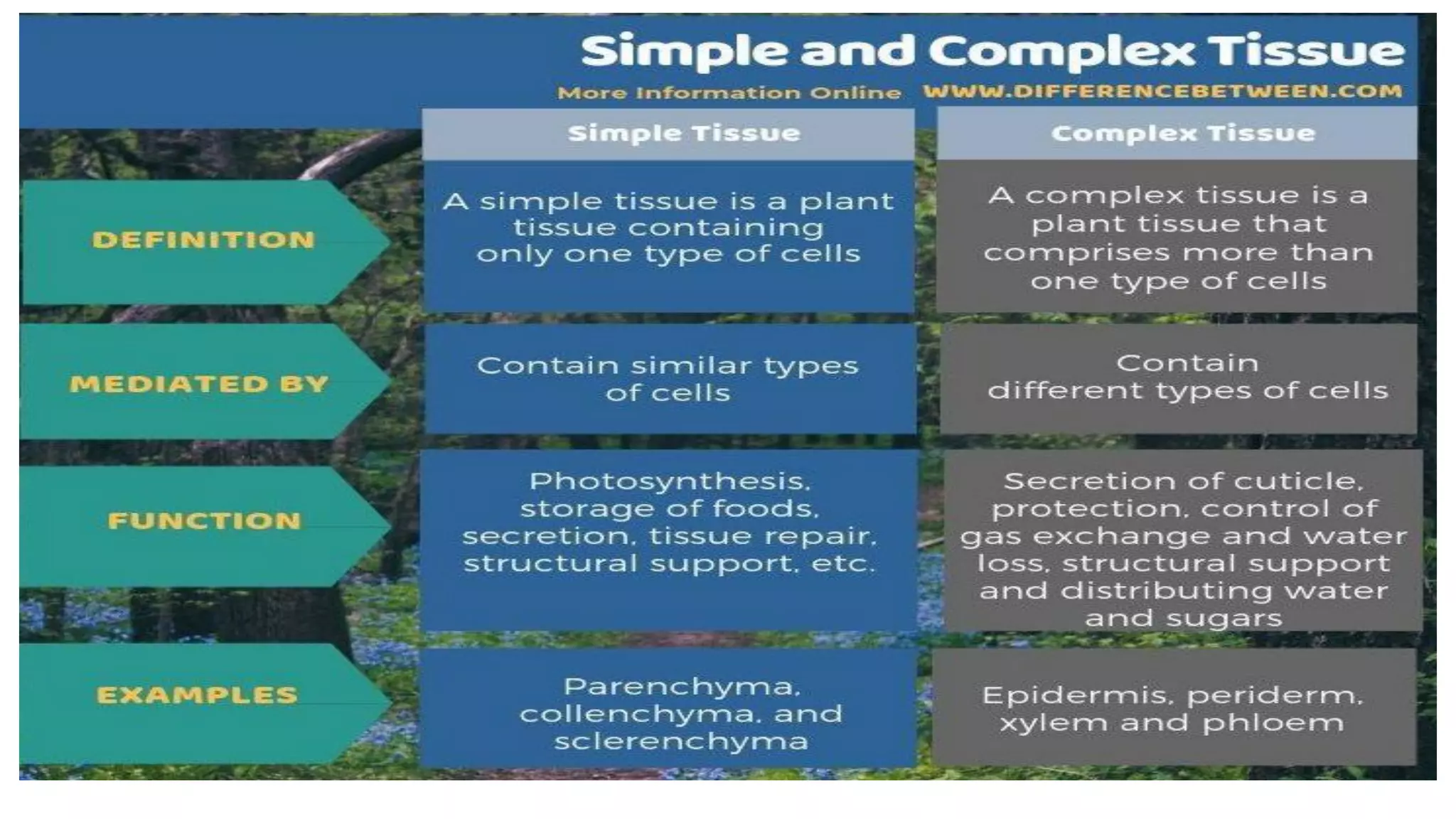 Simple and complex tissue (permanent tissue) | PDF