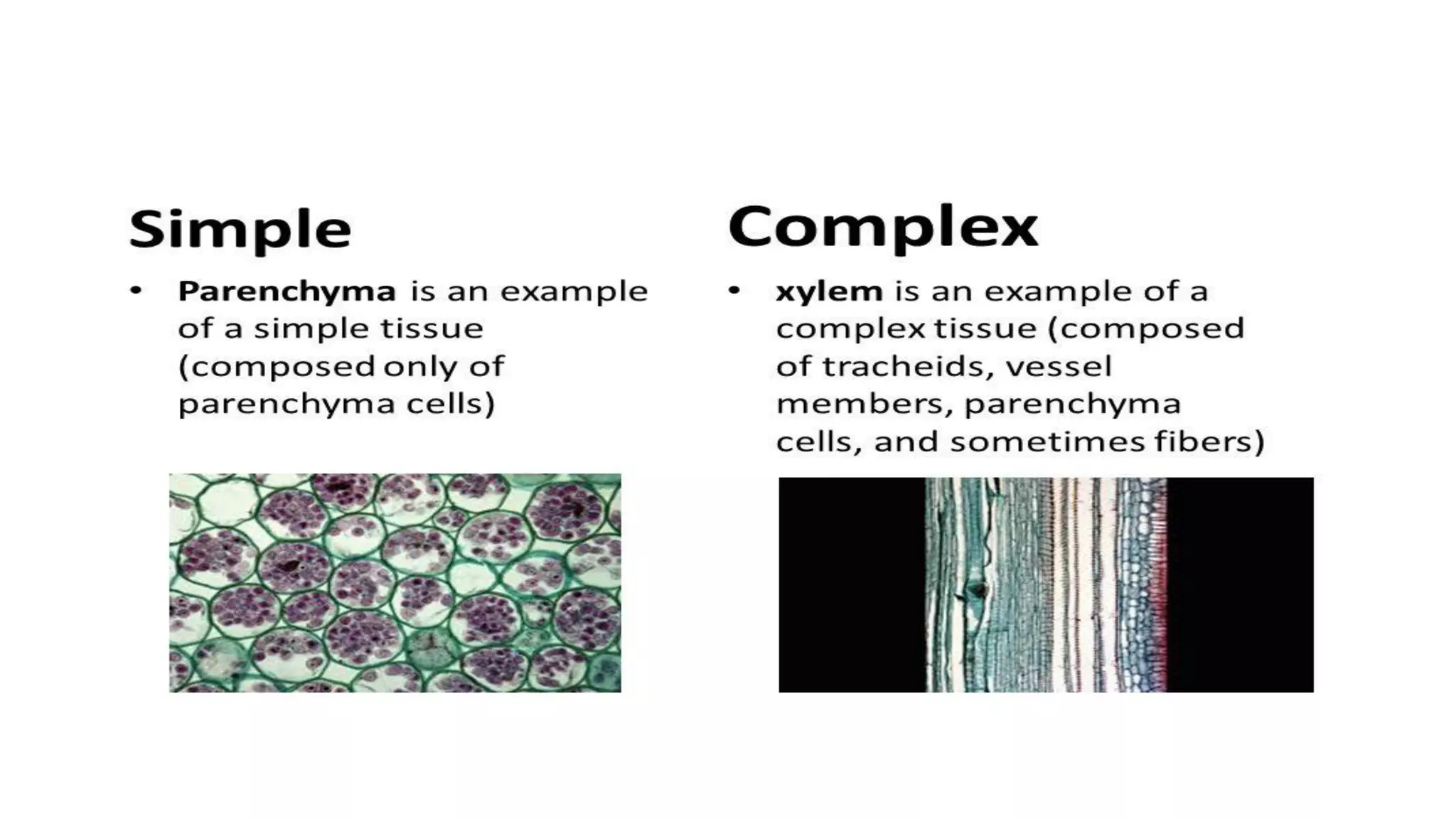 Simple and complex tissue (permanent tissue) | PDF