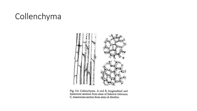 Simple and complex tissue (permanent tissue) | PDF | Biological ...