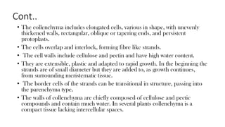 Simple and complex tissue (permanent tissue) | PDF